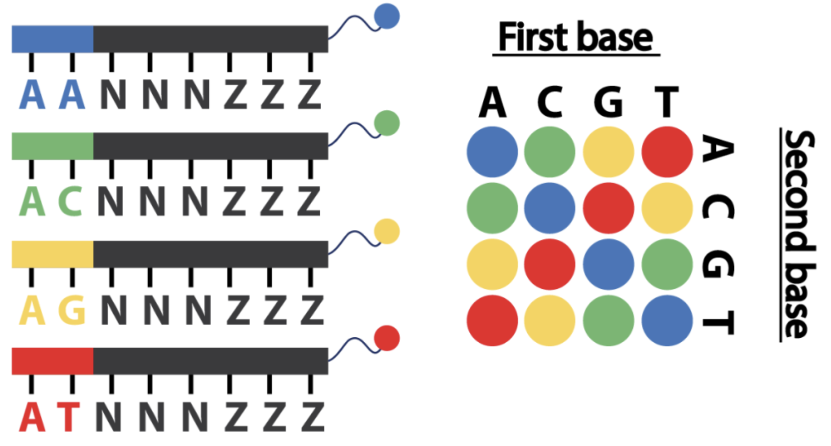Analisi di dati di trascrittomica con R – m3_rnaseq_intro